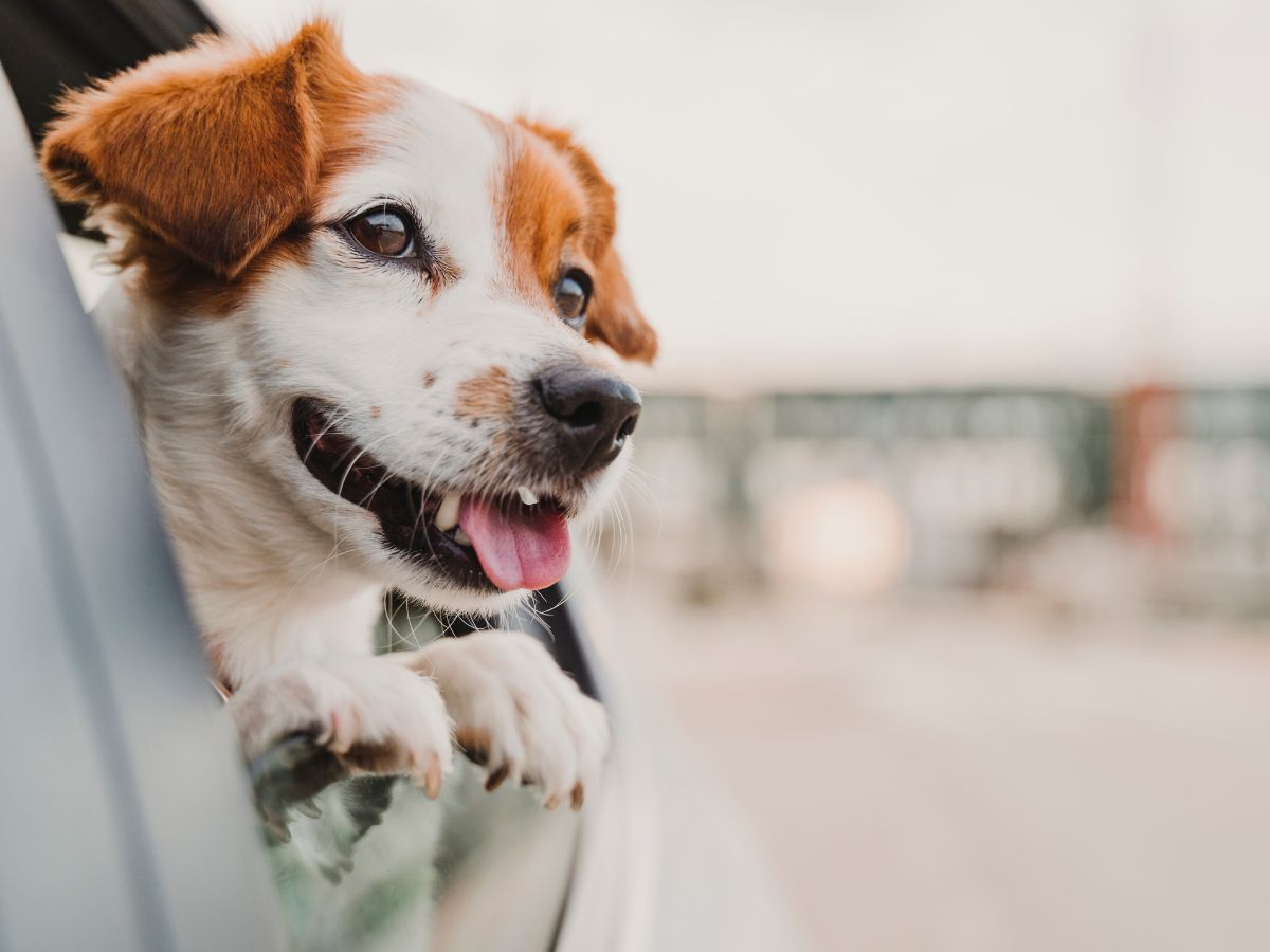 Traveling with Pets in Europe: All You Need to Know